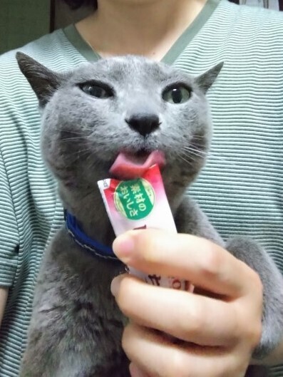 抗がん剤治療 21回目: ピエールのブログ